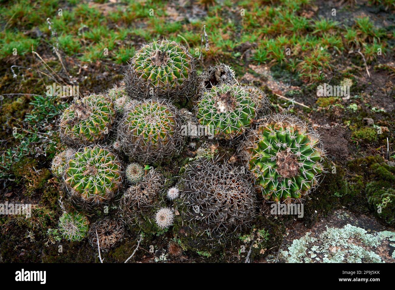 High angle shot of wild ball-shaped cactus plants Stock Photo - Alamy