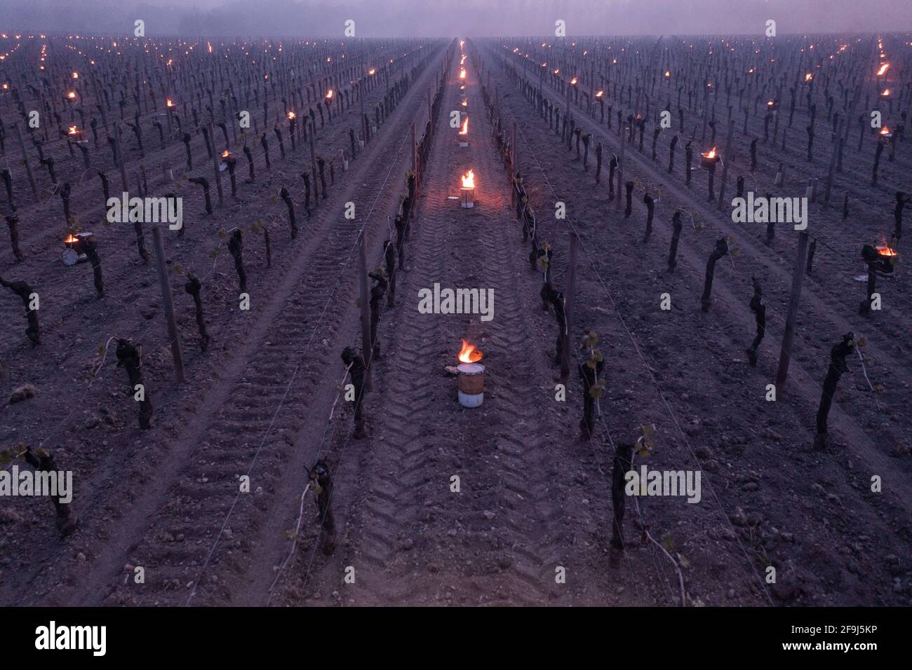 GIRONDE, POMEROL, OIL BURNING SMUDGE POTS IN VINEYARD DURING SUB-ZERO ...