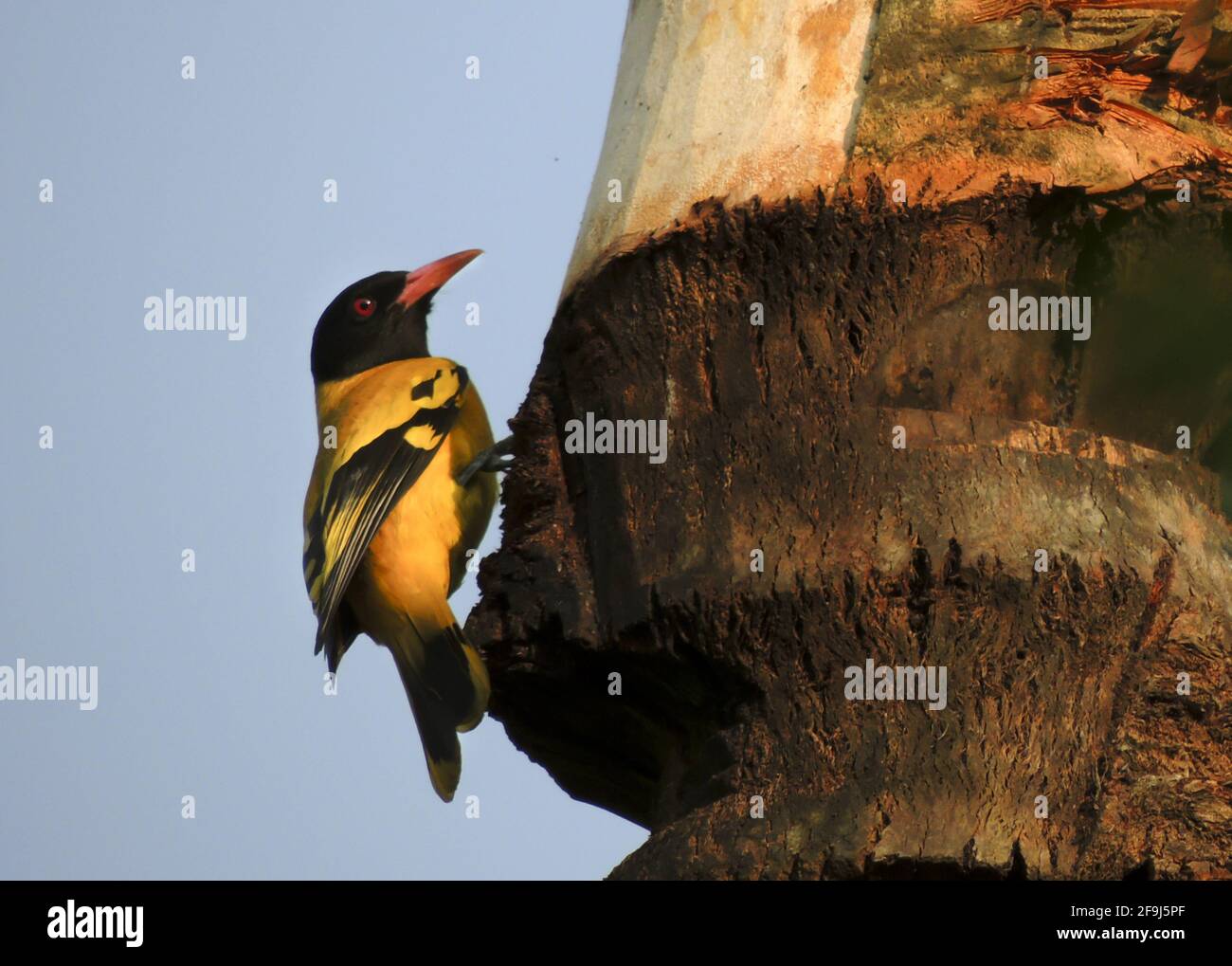 Hooded oriole nest hi-res stock photography and images - Alamy