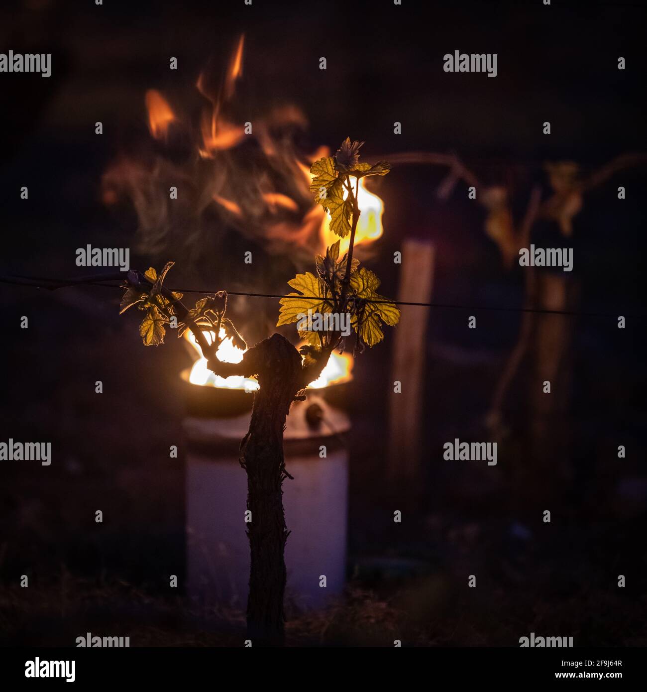 GIRONDE, POMEROL, OIL BURNING SMUDGE POTS IN VINEYARD DURING SUB-ZERO ...