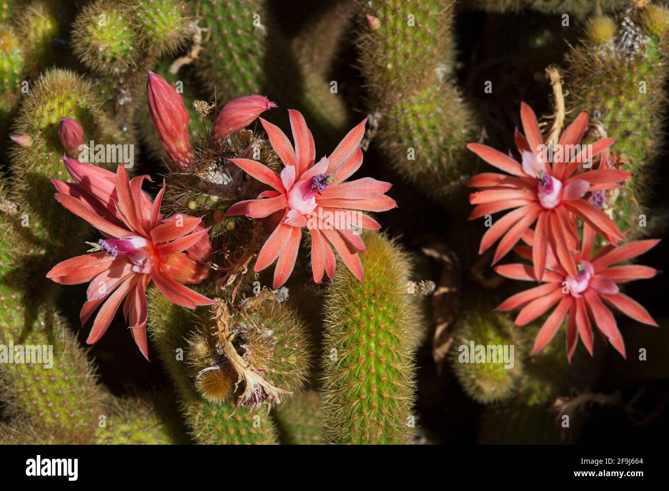 Cleistocactus Winteri or golden rat tail flowers in bloom in the midday ...