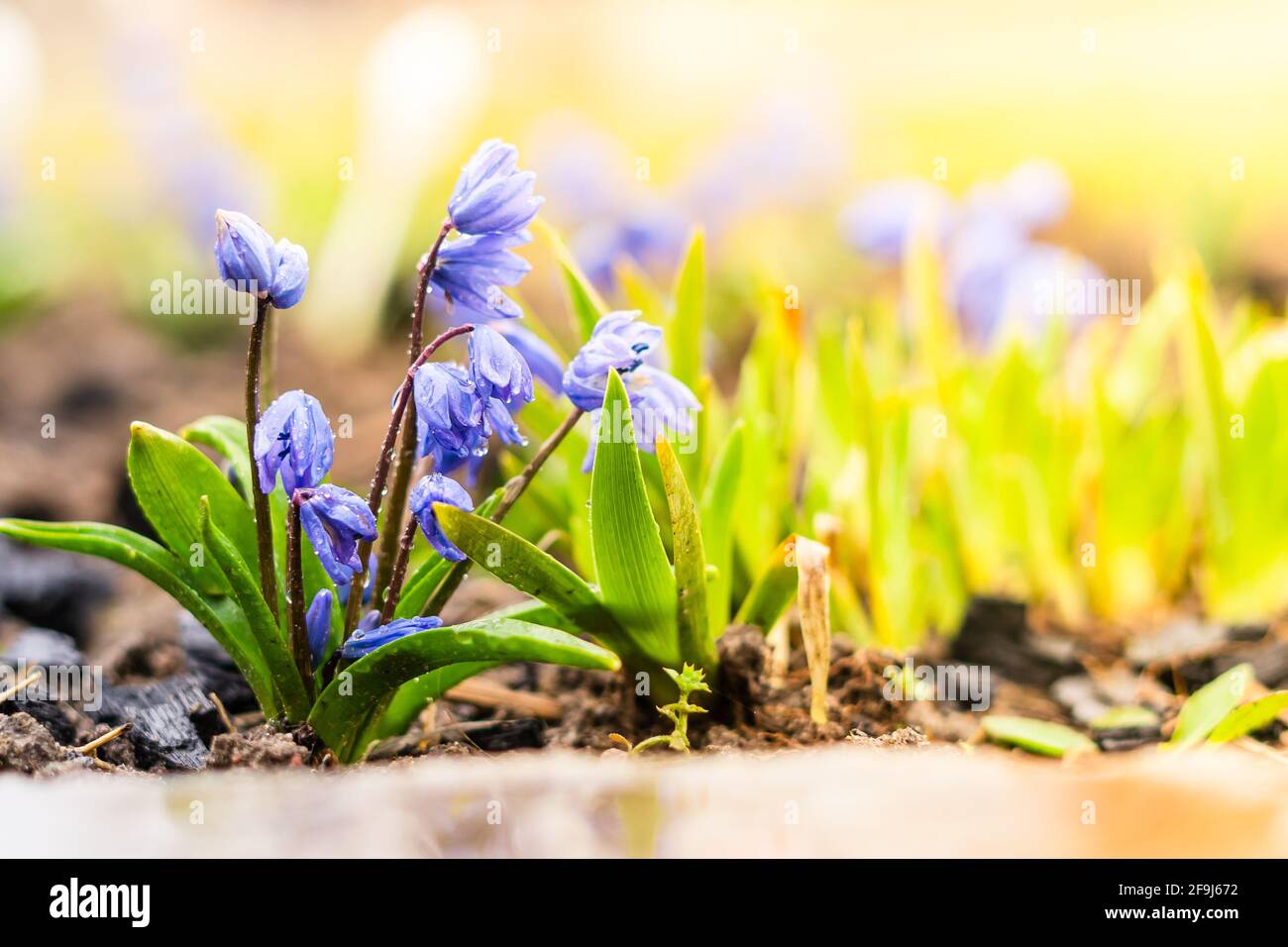 bluebell of bright blue color close-up in raindrops Stock Photo - Alamy