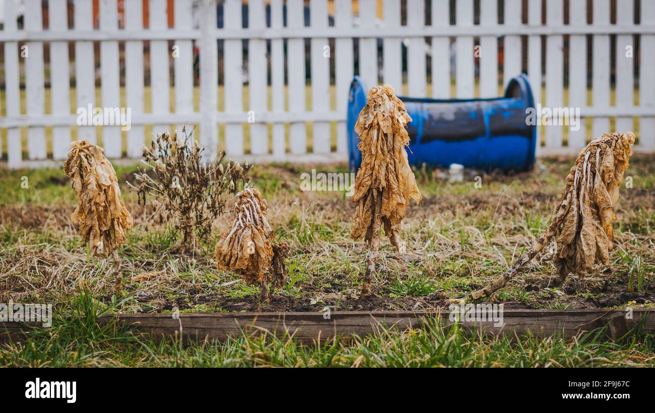 Wilted stems of Brussels sprouts after winter in a vegetable garden ...
