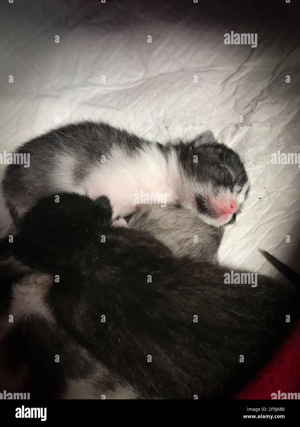 One week old black hi-res stock photography and images - Alamy