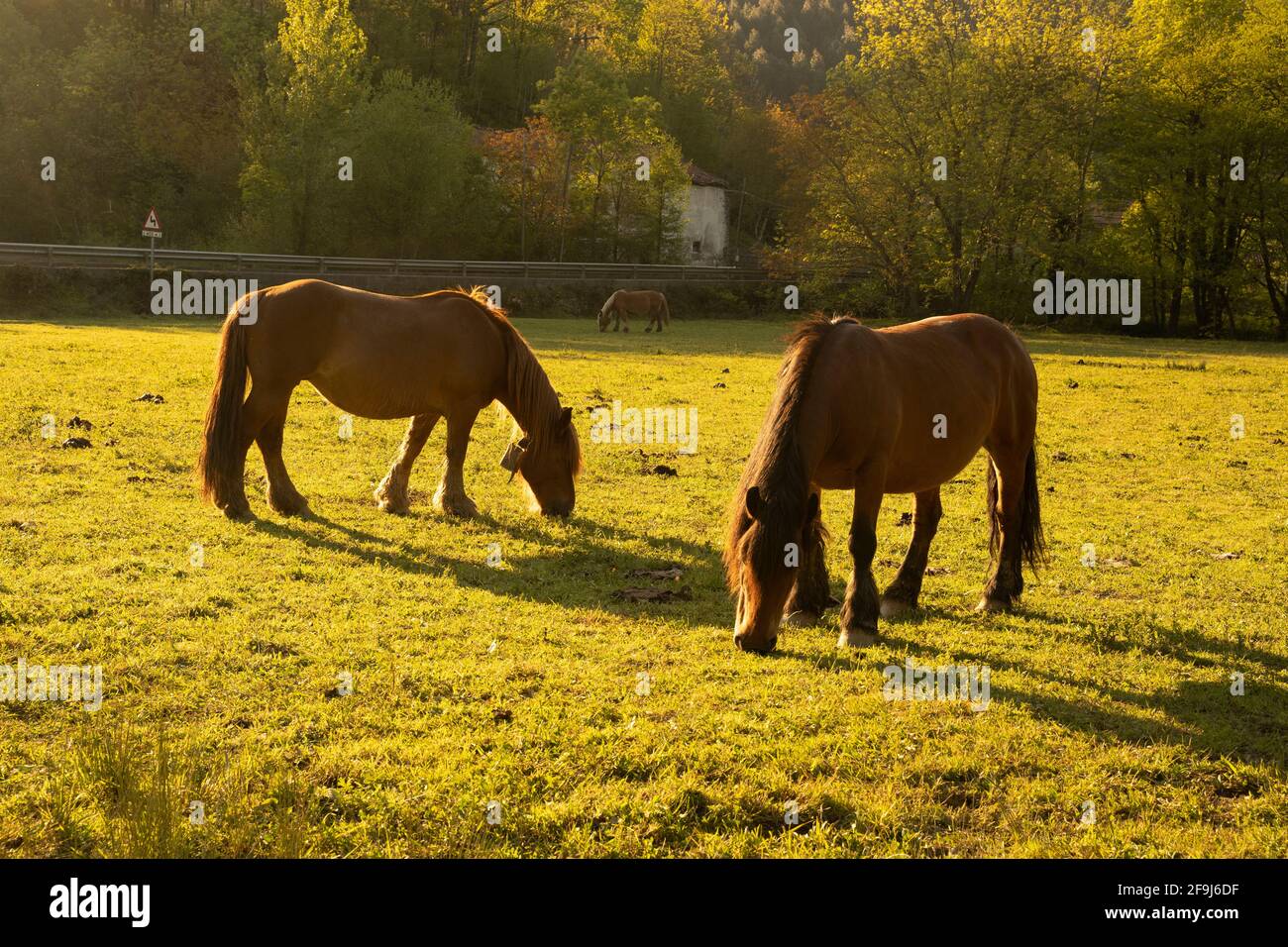Horses grazing in a meadow in spring Stock Photo - Alamy