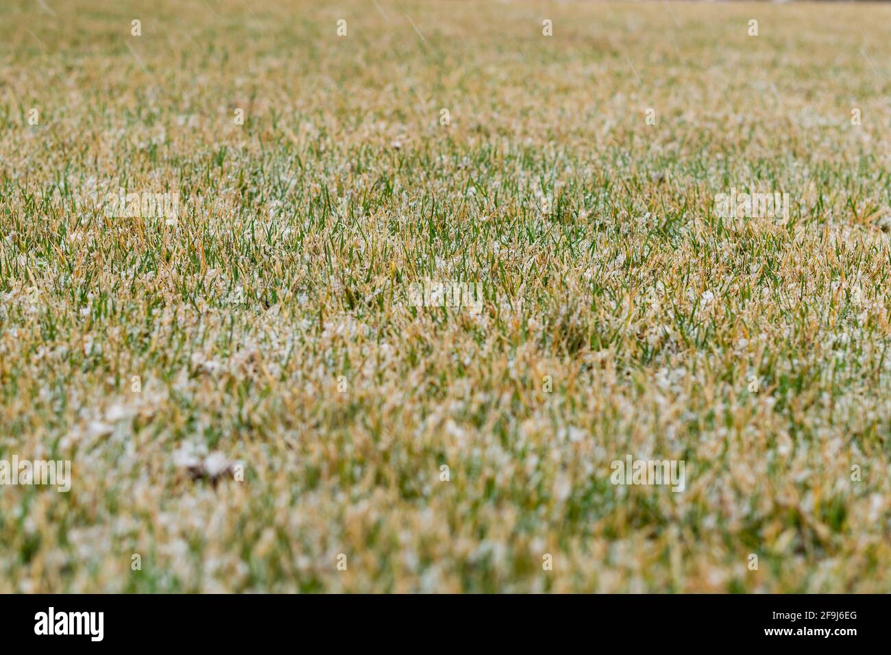 Green grass with snowflakes hi-res stock photography and images - Alamy