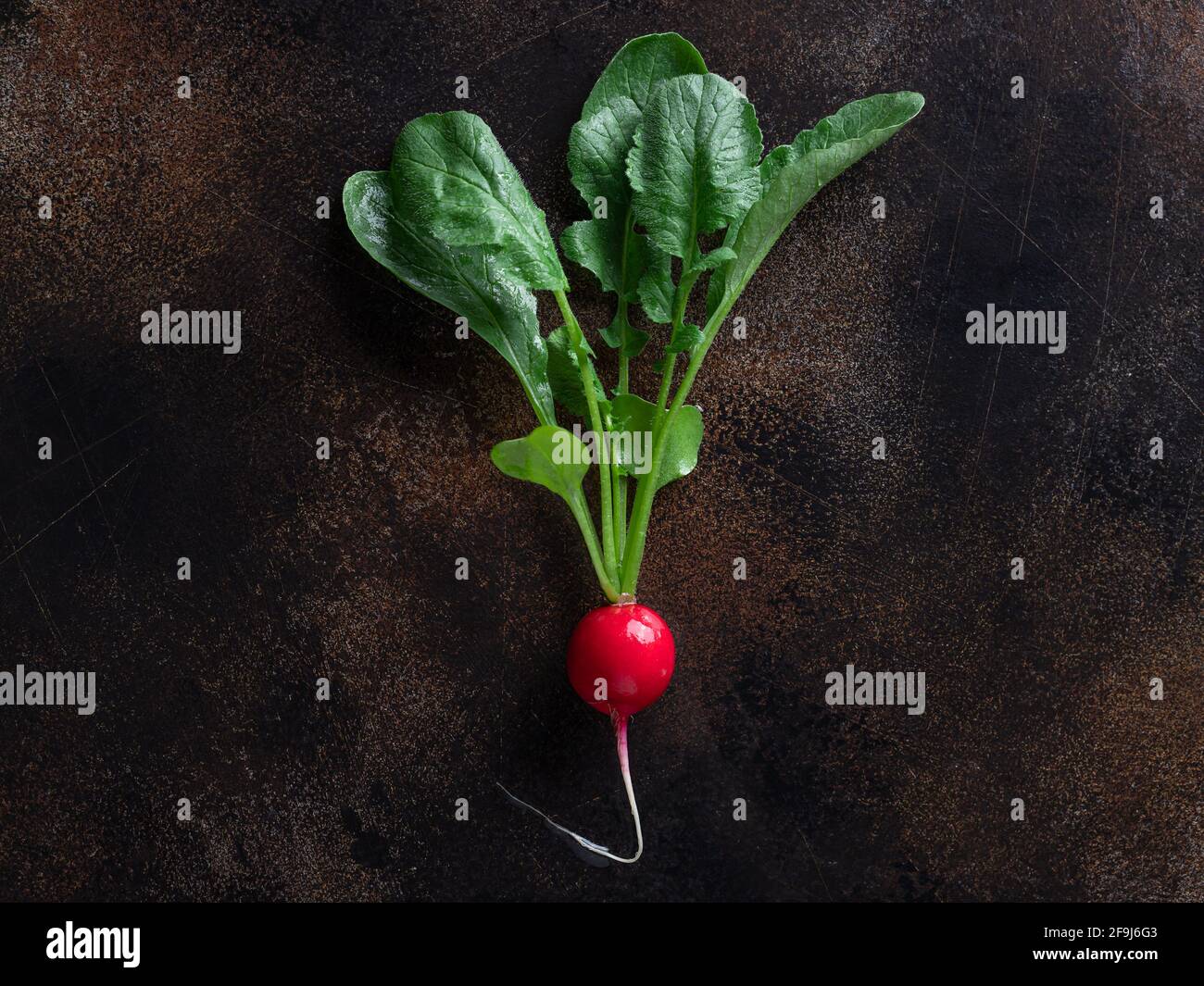 Single Radish High Resolution Stock Photography and Images - Alamy