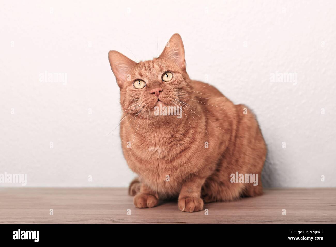 Ginger cat sitting on wall hi-res stock photography and images - Alamy