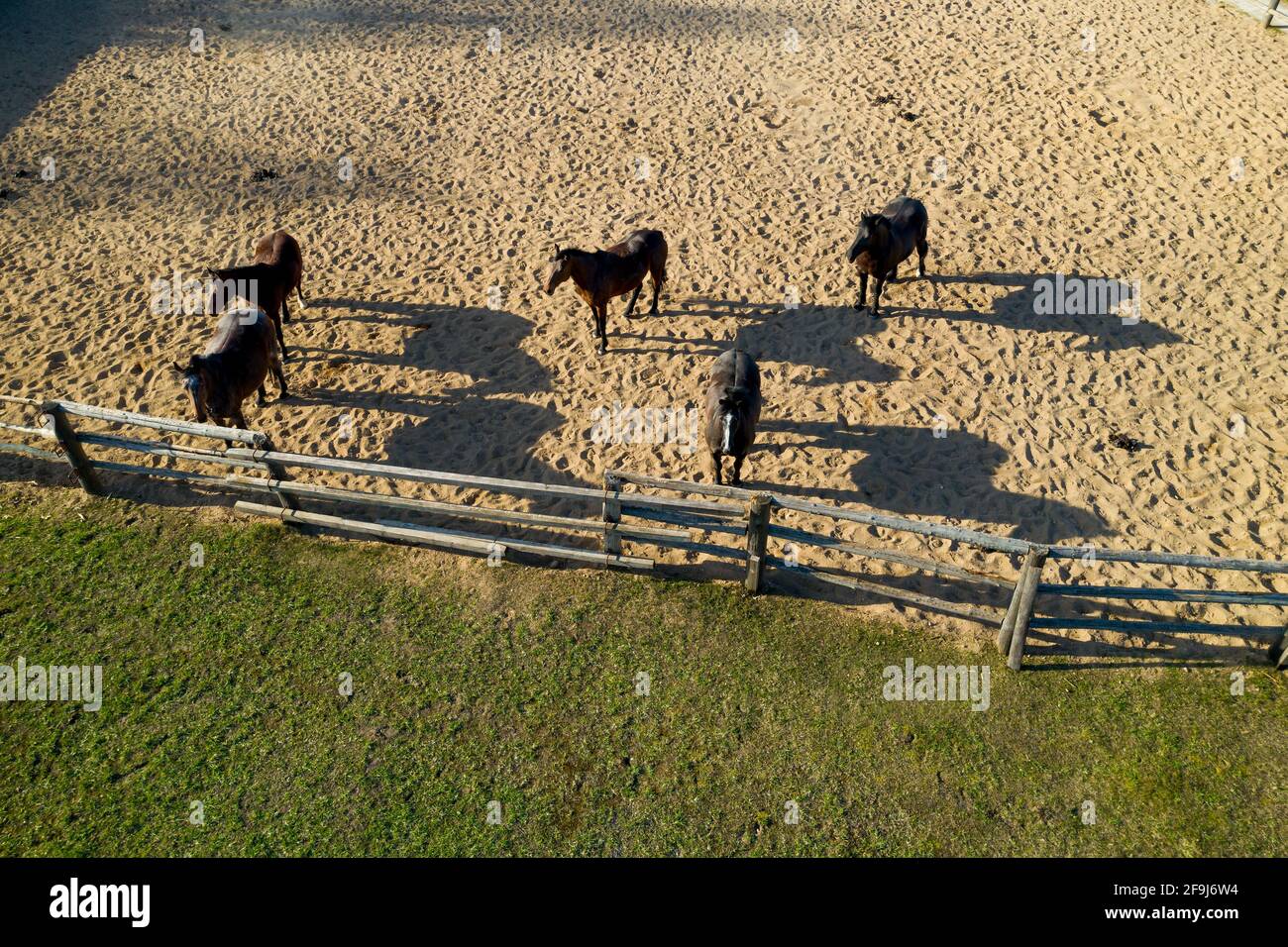 Long paddock hi-res stock photography and images - Alamy