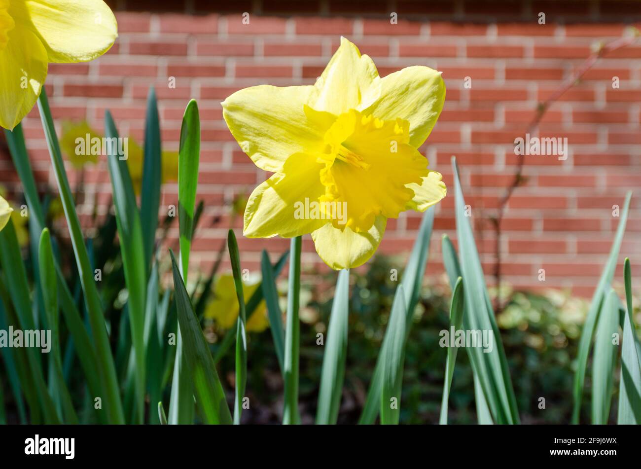Sunny daffodil hi-res stock photography and images - Alamy