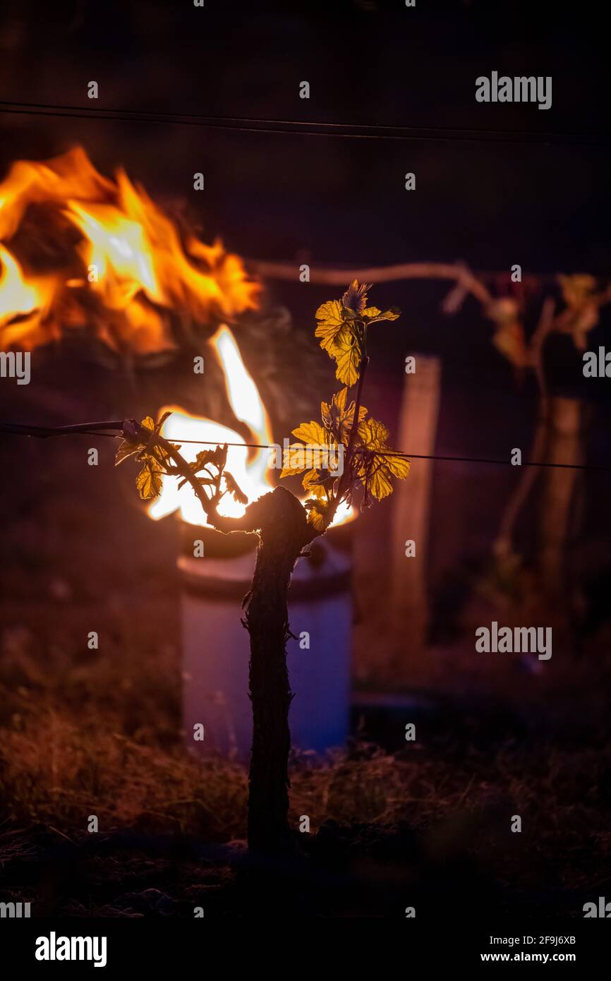 GIRONDE, POMEROL, OIL BURNING SMUDGE POTS IN VINEYARD DURING SUB-ZERO ...