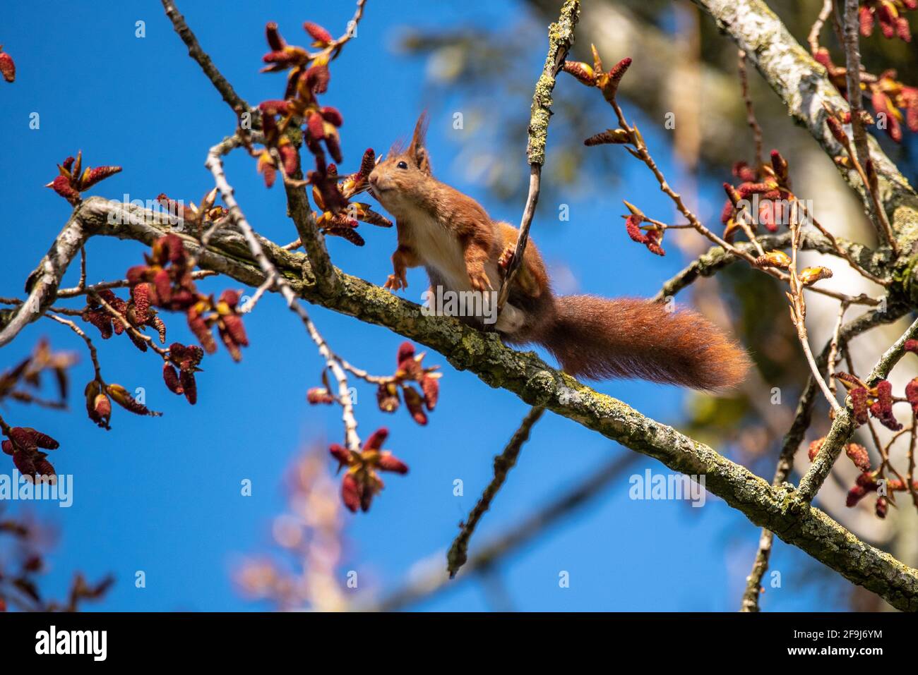 Red squirrel jumping in a tree Stock Photo - Alamy