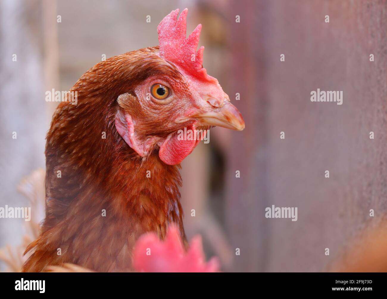 Close up the Chicken head. Red Chicken. Red hen Stock Photo - Alamy