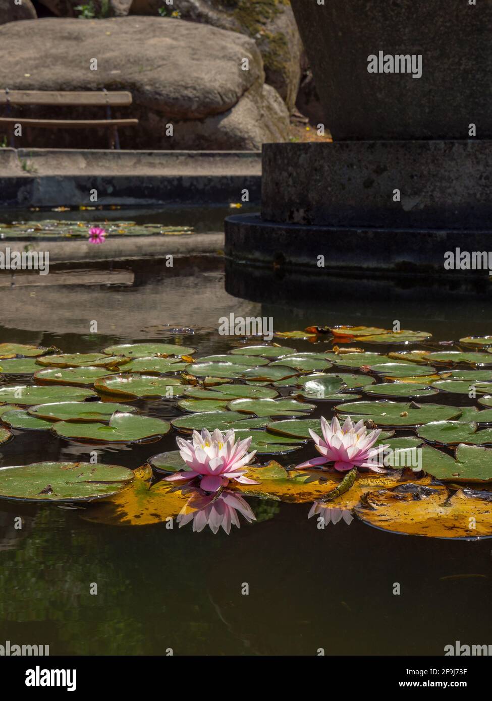 Two beautiful pink water lily flowers blooming and big round leaves ...