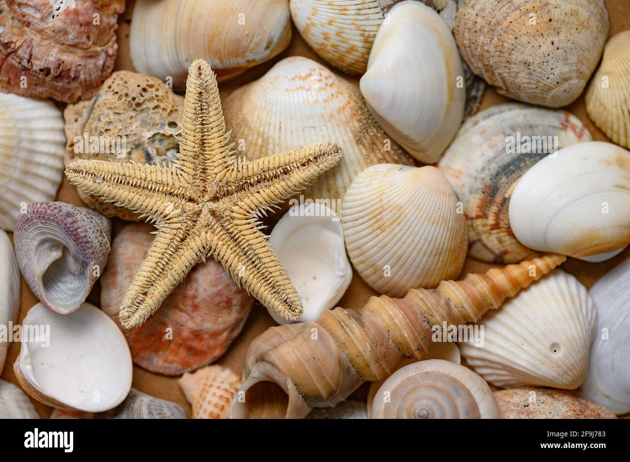 Seashells of various shapes and types. Background Stock Photo - Alamy