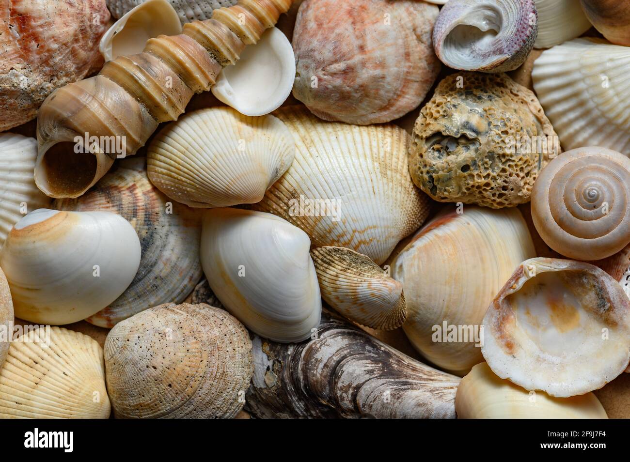 Seashells of various shapes and types. Background Stock Photo - Alamy