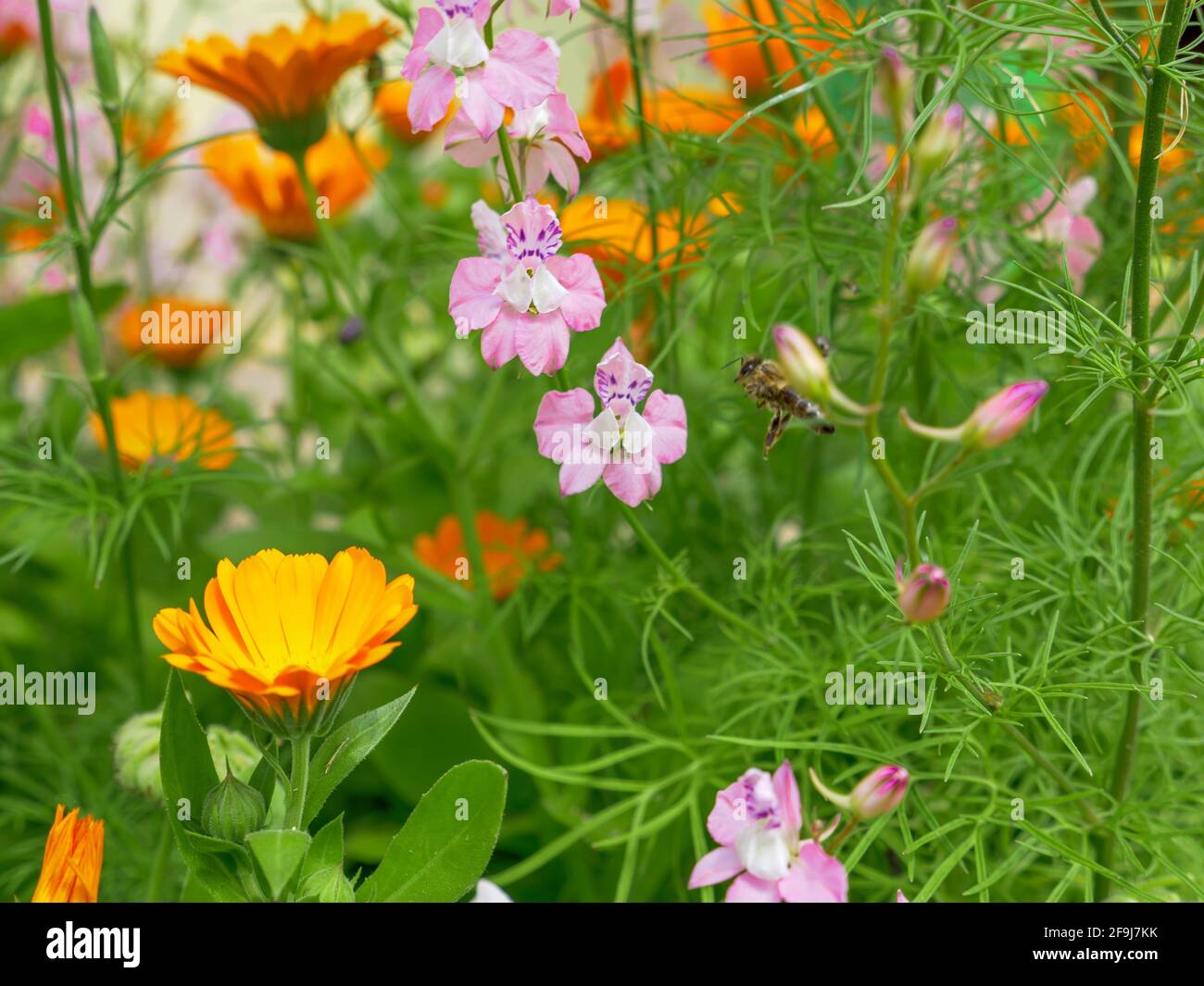 Violet marigold flower hi-res stock photography and images - Alamy