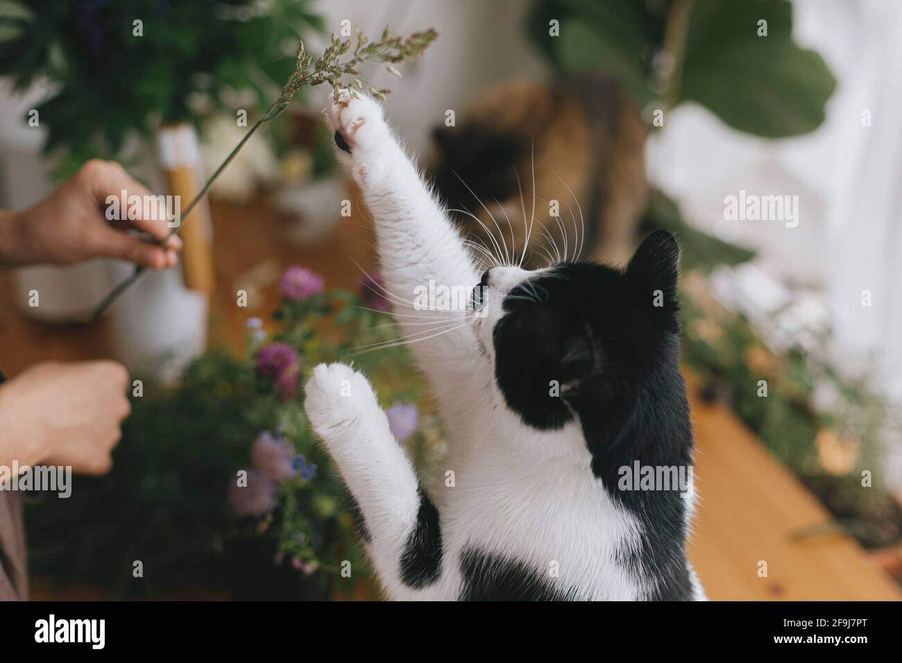 Cute cat playing with herb with woman while arranging flowers on rustic ...
