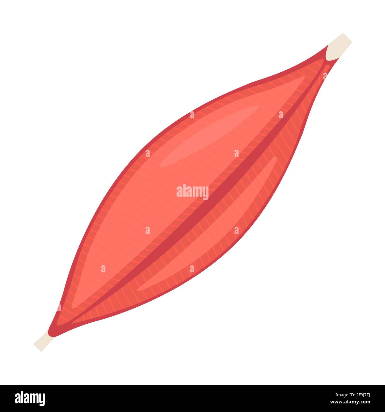 Muscle tissue vector hi-res stock photography and images - Alamy