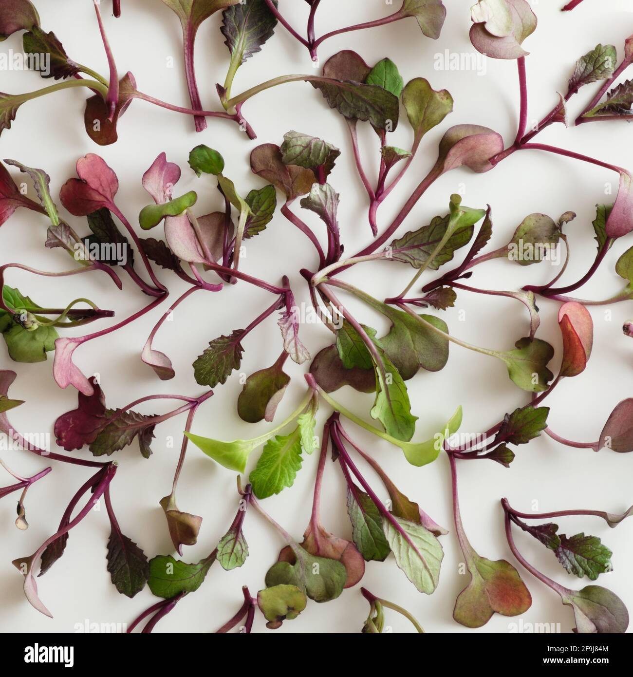 Top view at pattern from fresh organic microgreens. Superfood concept ...