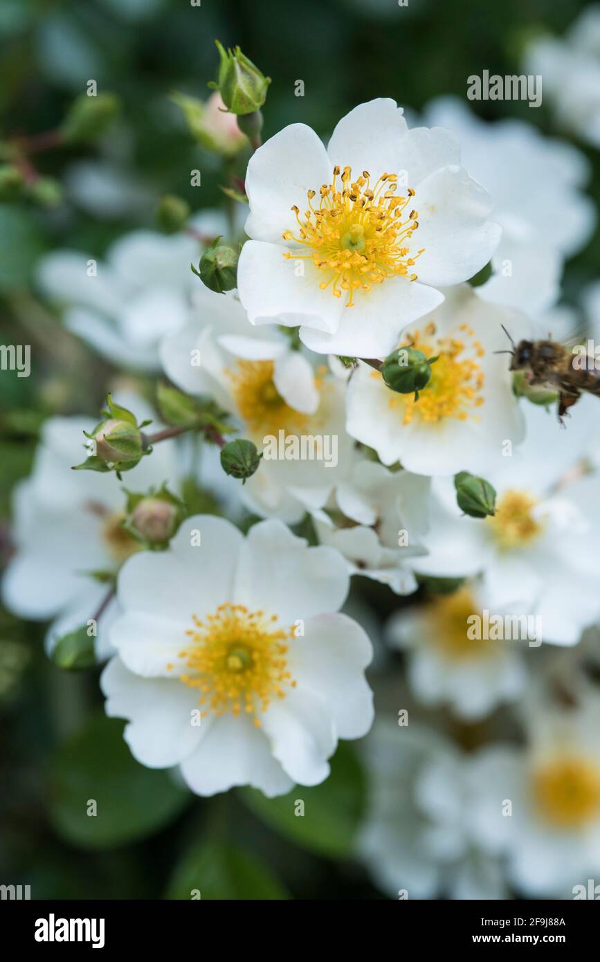 Close up of a white miniature rose Stock Photo - Alamy