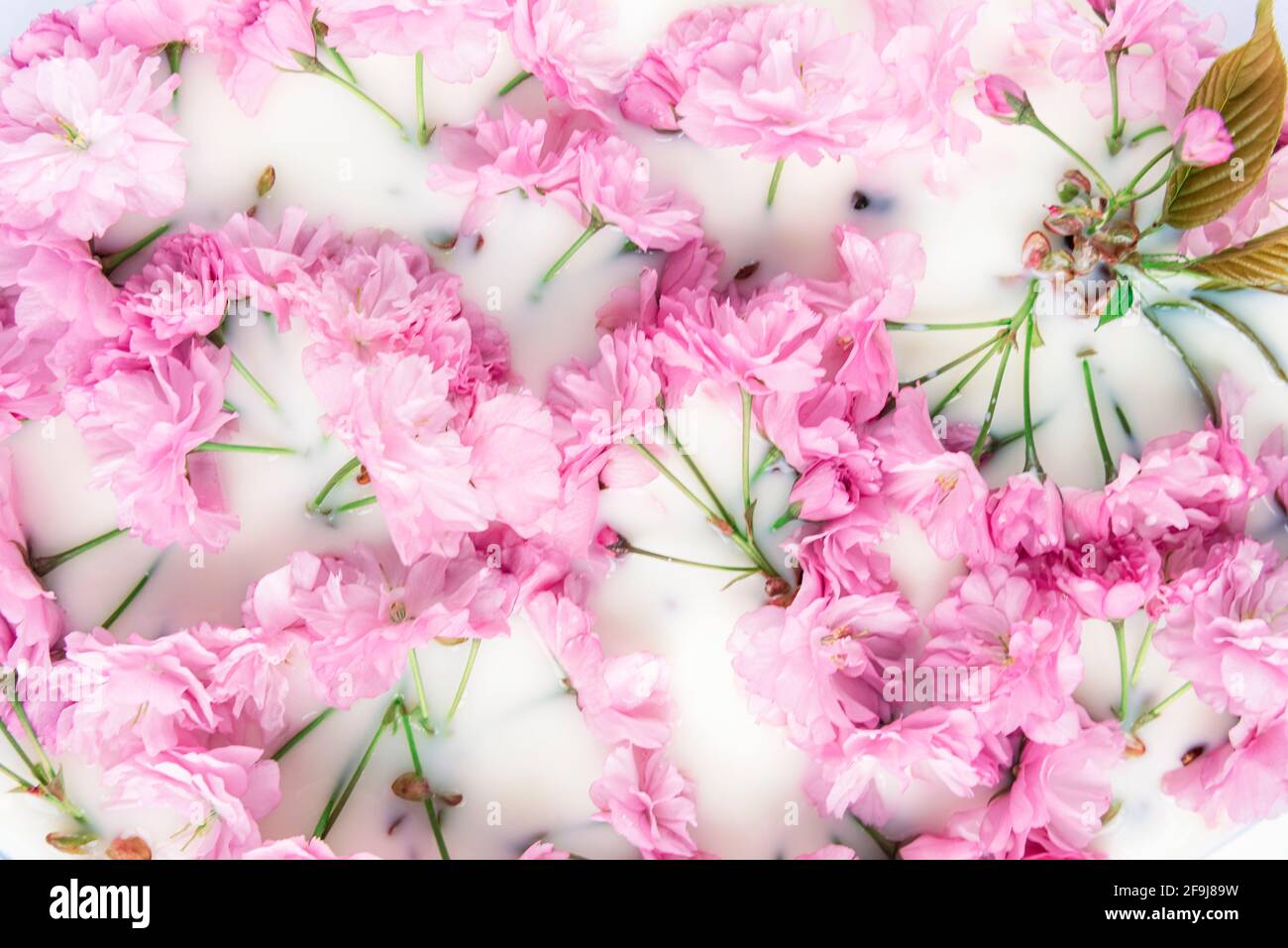 Pink cherry blossom flower on white water background, in bloom flowers ...