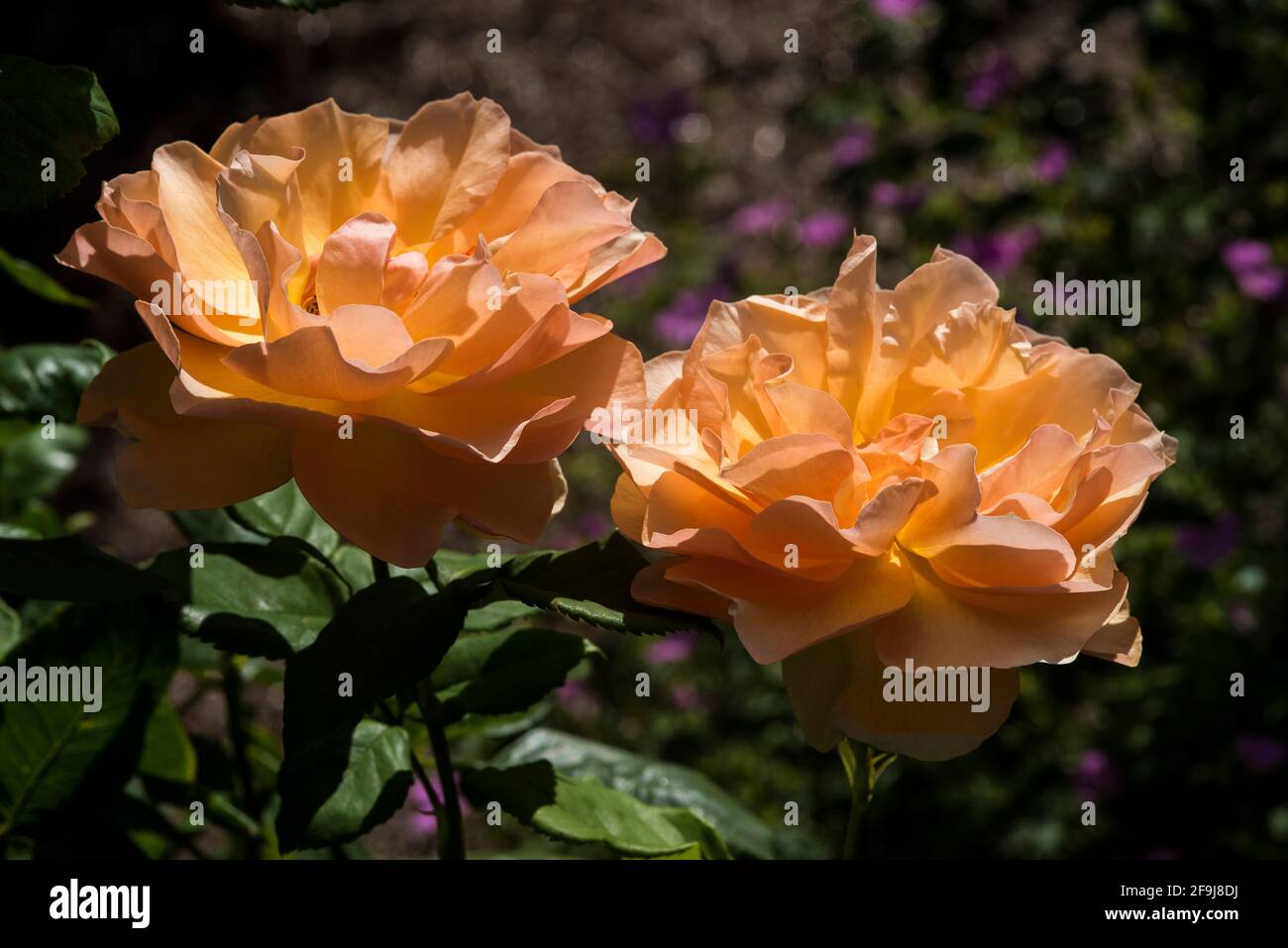 Orange ruffles hi-res stock photography and images - Alamy