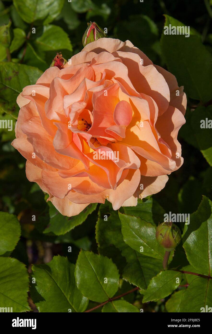 Close up of an orange rose Stock Photo - Alamy