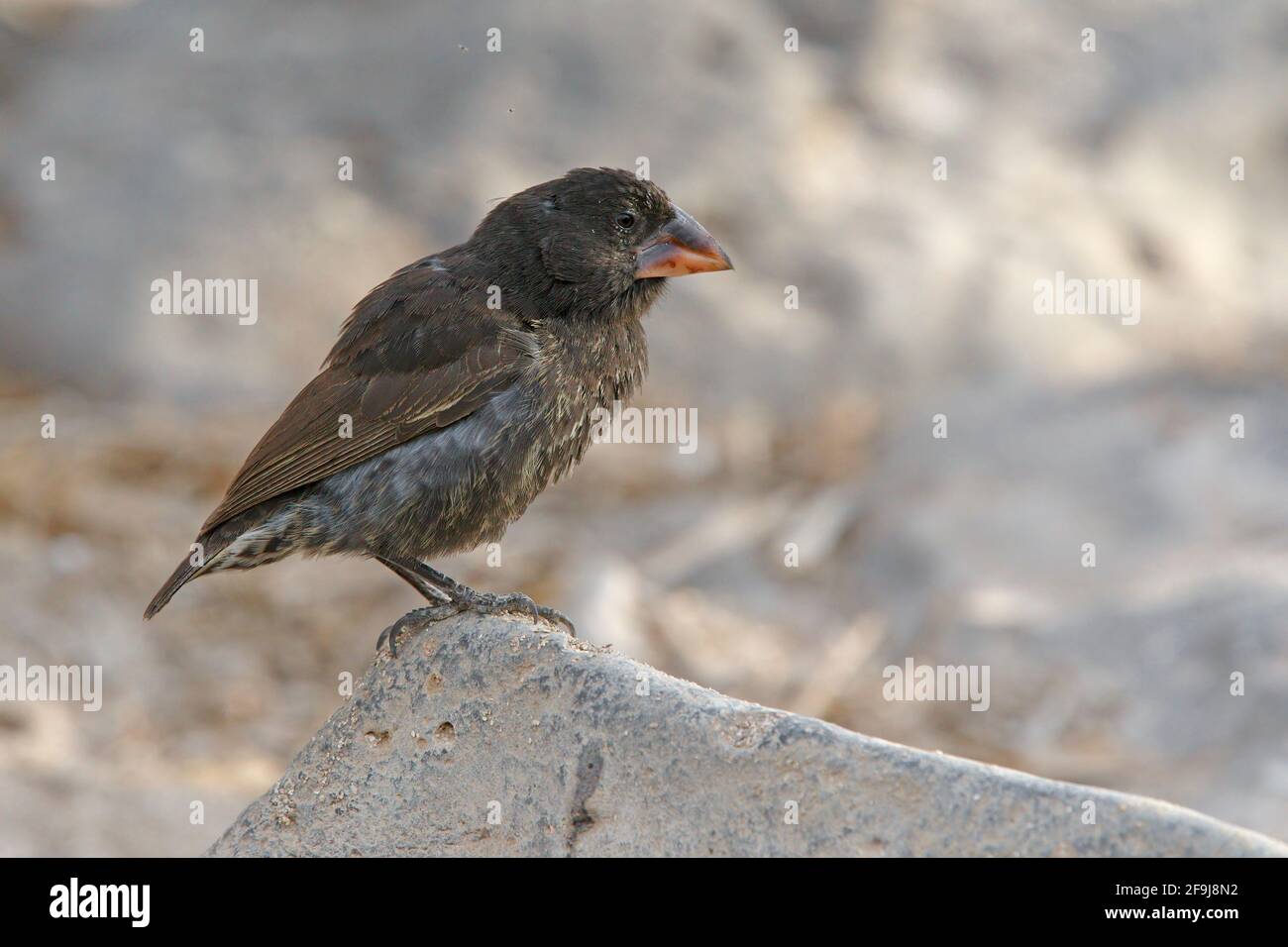 Large Cactus-finch, Espanola, November 2014 Stock Photo - Alamy