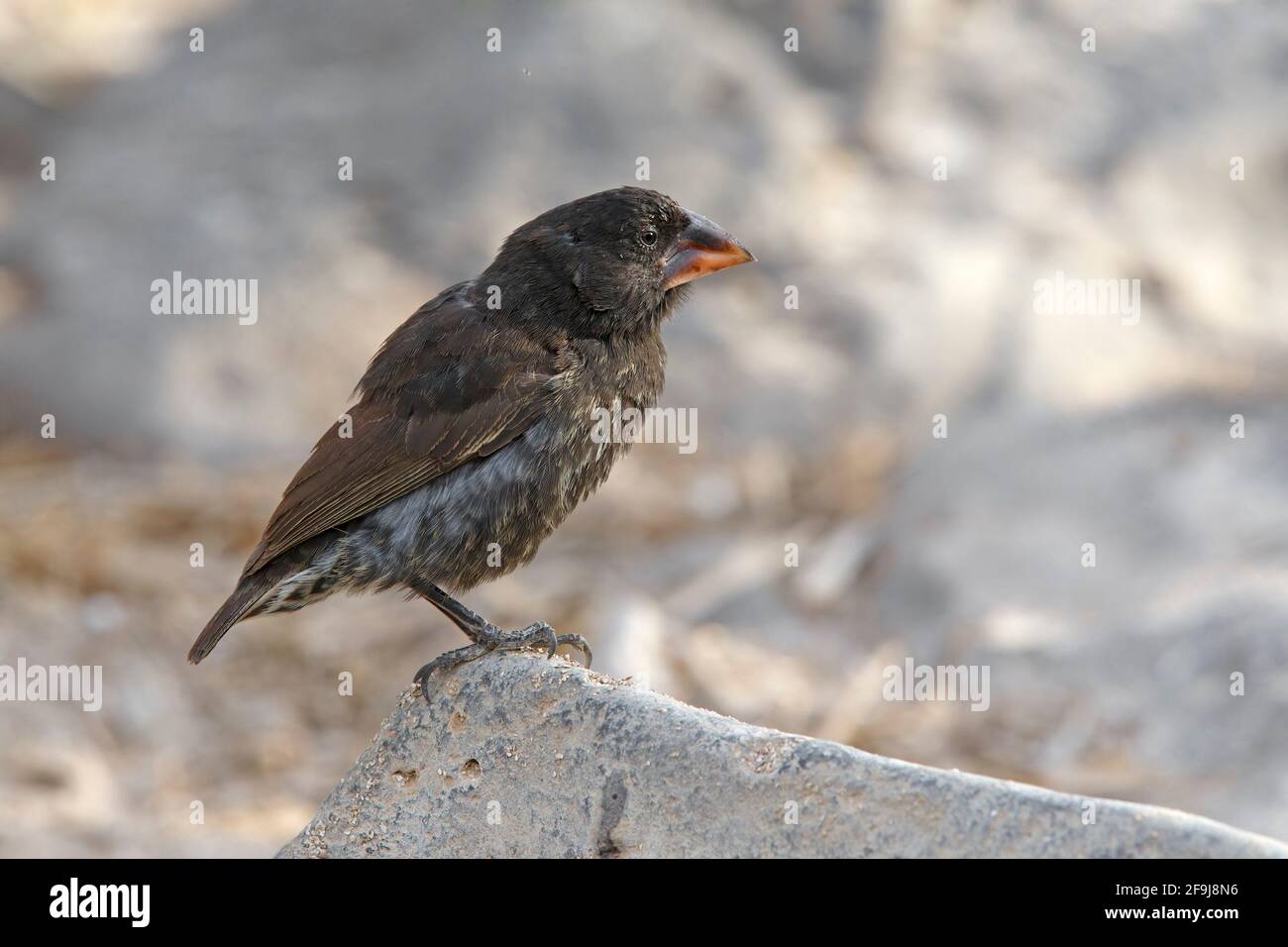 Galapagos large cactus finch hi-res stock photography and images - Alamy