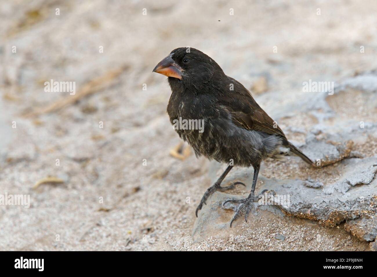 Espanola cactus finch hi-res stock photography and images - Alamy