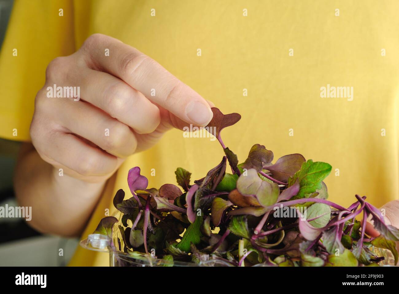 Woman holding plastic container with edible Red Rambo Radish ...