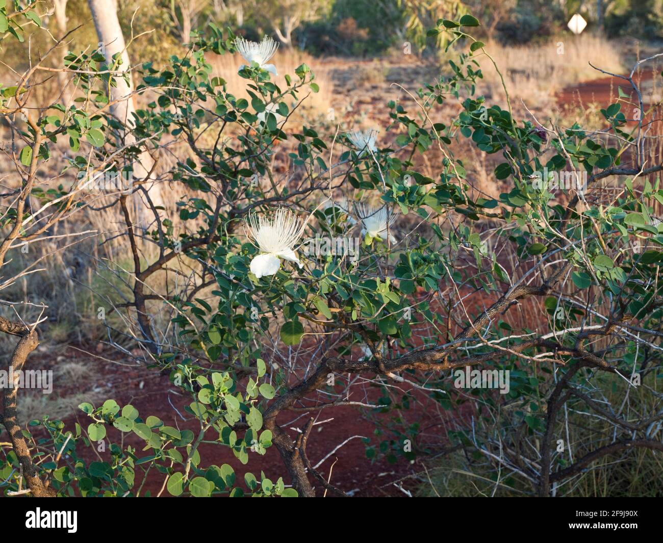 Coastal Caper (Capparis spinosa) growing wild in Millstream Chichester ...