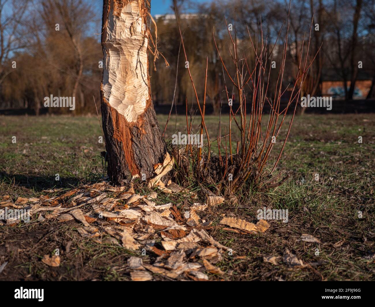 Effects Of Global Warming On Trees