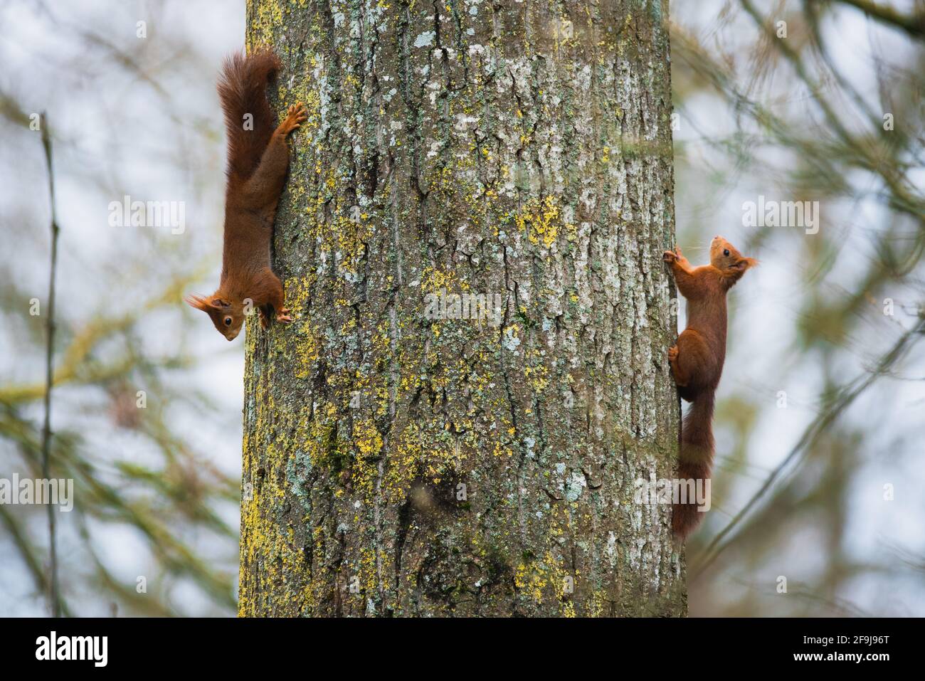 Male and female red squirrel upside down Stock Photo - Alamy