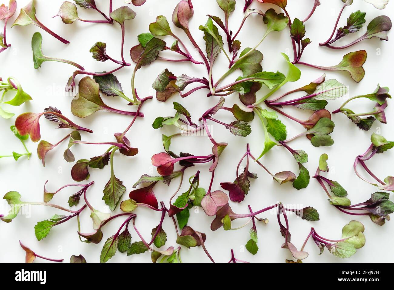 Top view at pattern from fresh organic microgreens. Superfood concept ...