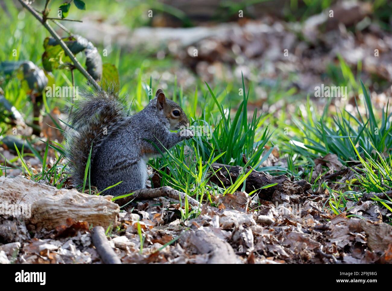 Grey squirrels in the woods Stock Photo - Alamy