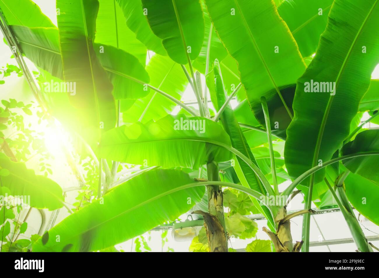 Banana palm leaves block out the sunlight, glare Stock Photo - Alamy