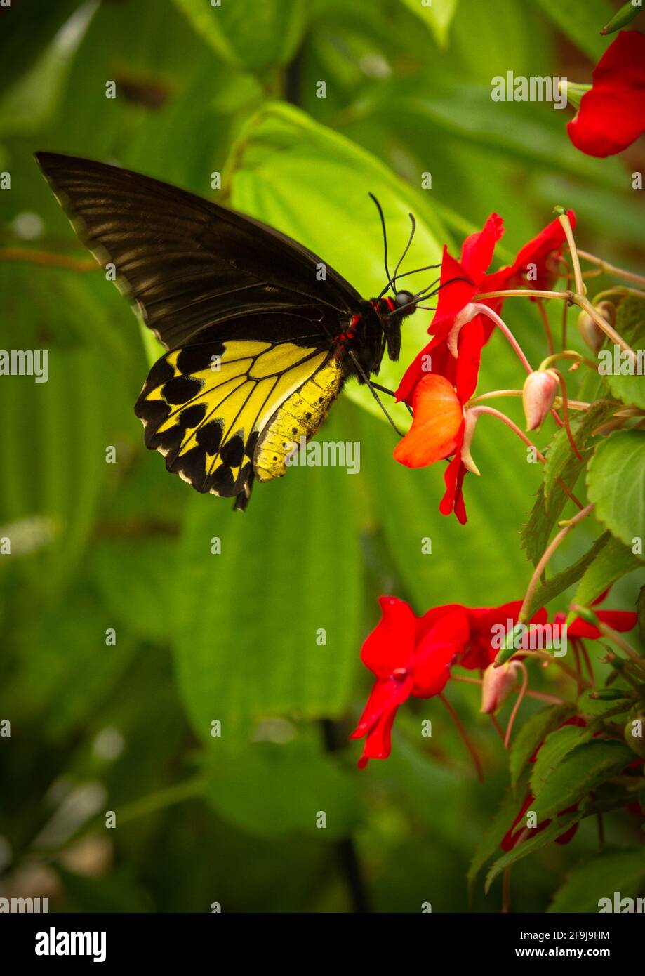 Beautiful yellow black butterfly on the flower help pollinate the ...