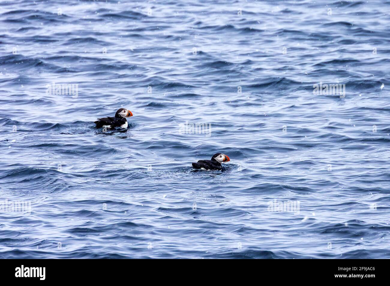 A pair of Atlantic puffins, fratercula arctica, bobbing on the ice cold ...