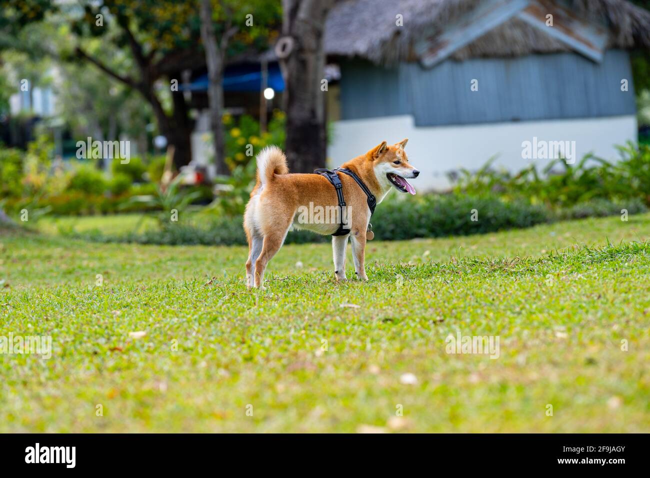 Sideview photo of Akita Inu dog standing on grass lawn Stock Photo - Alamy