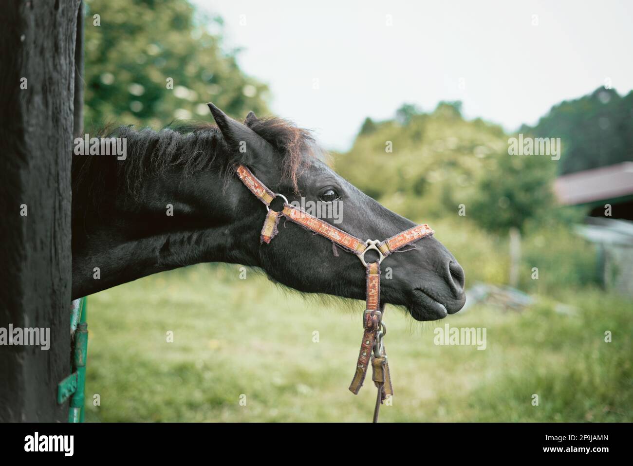 Portrait of a black horse poking head with orange straps in equestrian ...