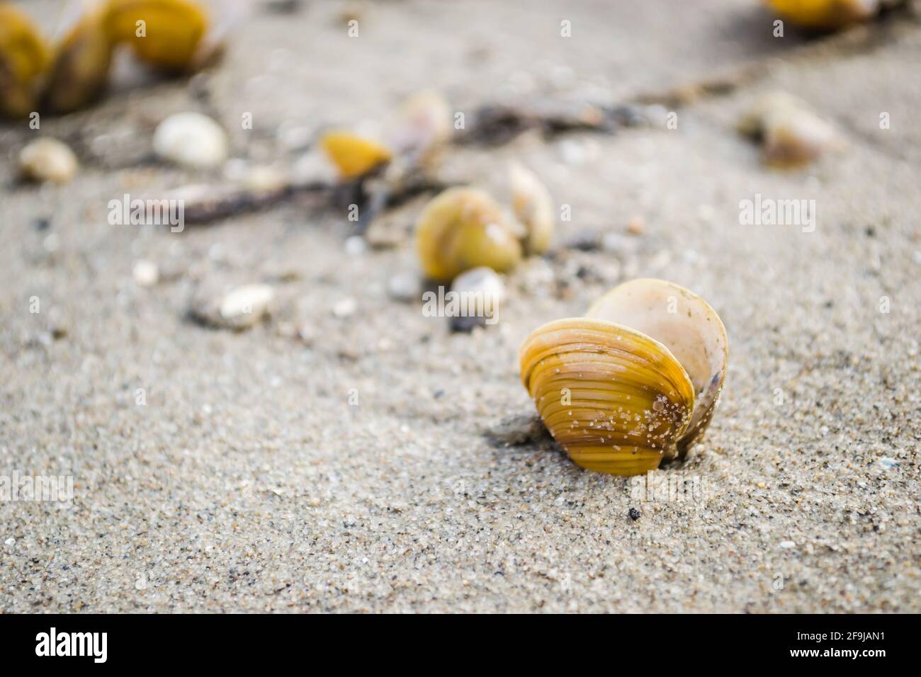 A broken shell on the sandy bank of the Danube near Novi Sad Stock ...