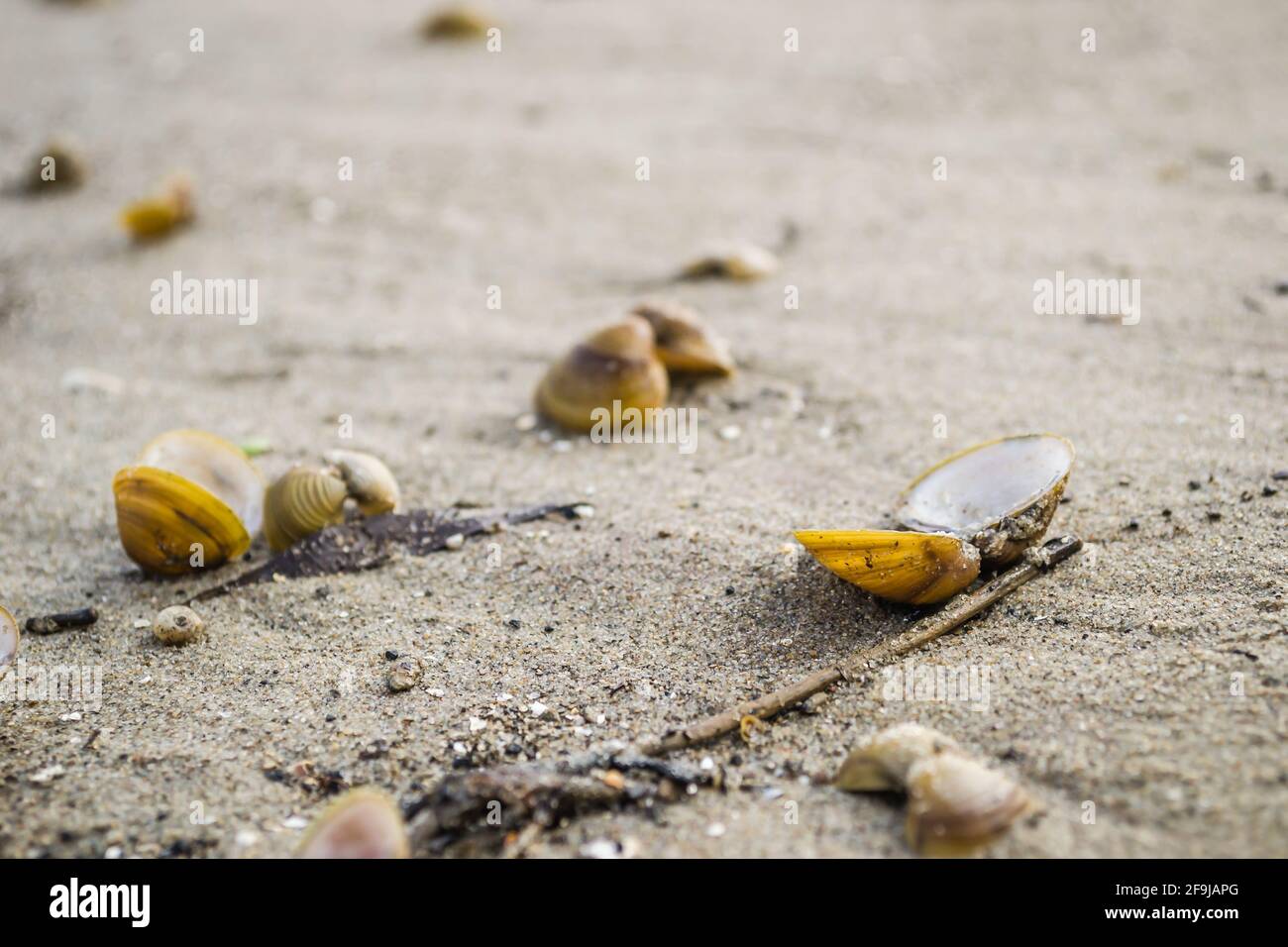 Coquina shells on white hi-res stock photography and images - Alamy