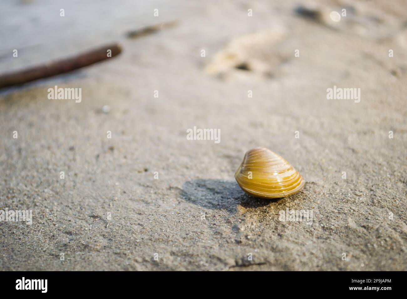 A broken shell on the sandy bank of the Danube near Novi Sad Stock ...