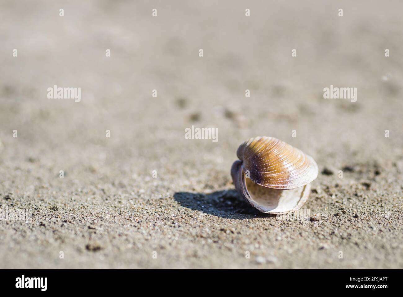 Coquina shells on white hi-res stock photography and images - Alamy