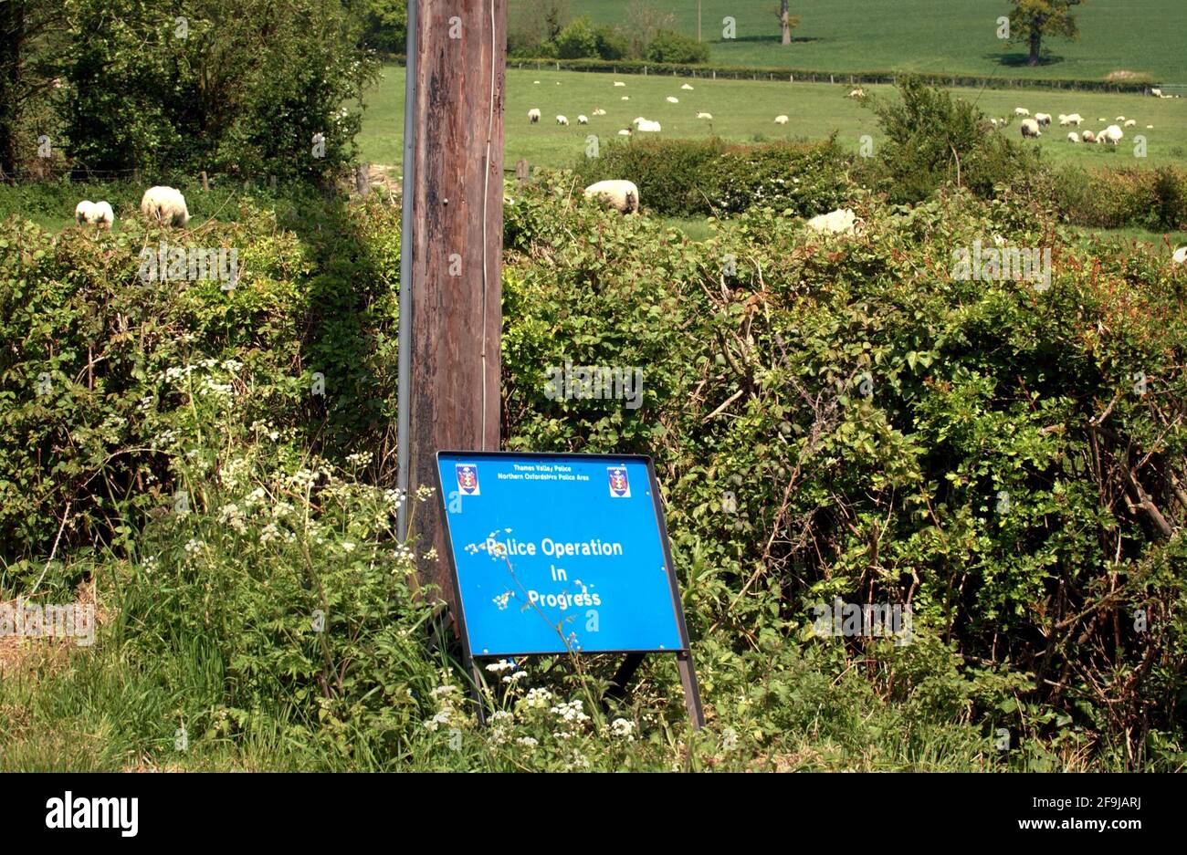 SHEEPIN FIELDS NR HORTON CUM STUDLEY,OXON,WHERE MANY ANIMALS HAVE ...