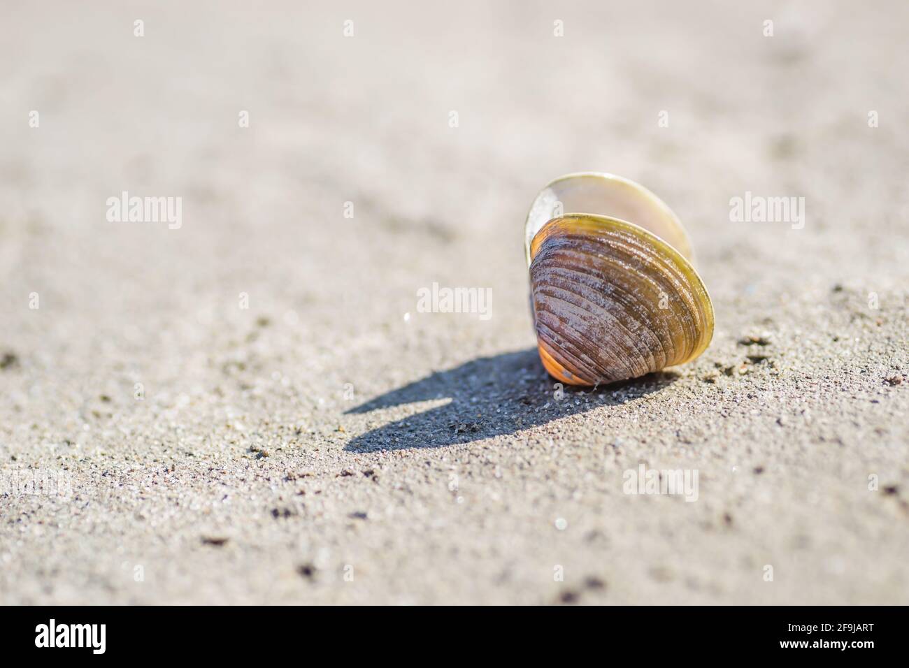 Broken Sea Shell On White High Resolution Stock Photography and Images ...