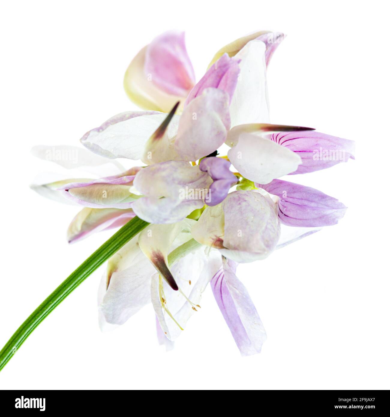 Beautiful honeysuckle flower isolated on a white background Stock Photo ...