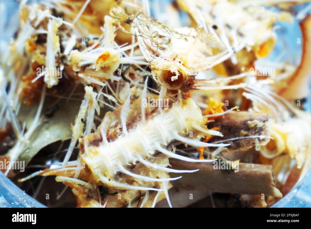 Bone Bones Close Up High Resolution Stock Photography and Images - Alamy